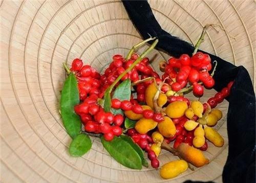 Khám phá thú vị cây chùm chày gắn bó trẻ thơ Việt Nam - Tạp chí Doanh ...