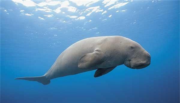 Điều ít biết về cá cúi quý hiếm có ngực giống phụ nữ - Tạp chí Doanh ...