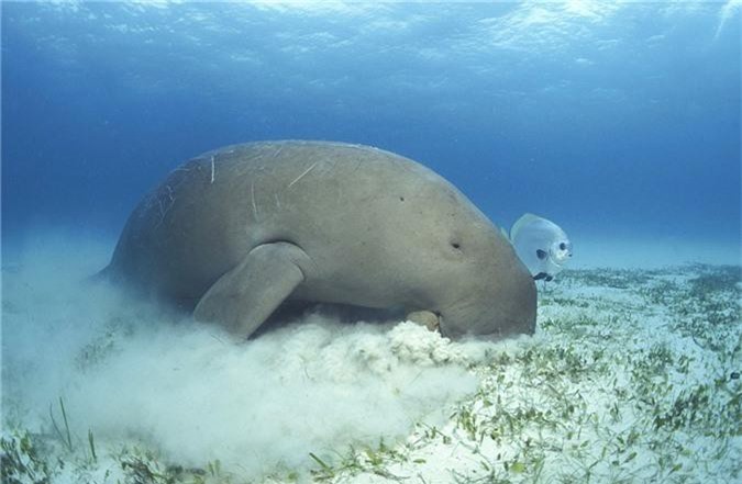 Điều ít biết về cá cúi quý hiếm có ngực giống phụ nữ - Tạp chí Doanh ...