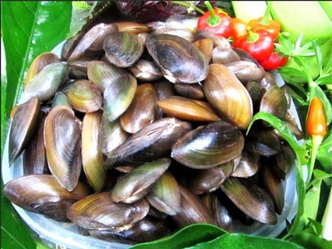 Khám phá về con phi, đặc sản tiến vua quý hiếm - Tạp chí Doanh nghiệp ...