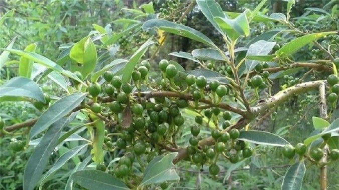 Cây màng tang - ‘Thần dược’ cho sức khỏe nhưng ít người biết đến - Tạp ...