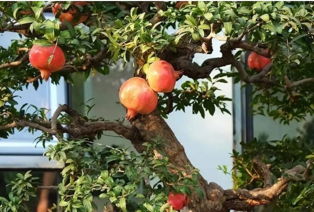 Cha mẹ trồng 5 cây “đức” ở sân nhà, con cháu hưởng quả “phúc”, giàu có, hưng thịnh ngàn đời ...